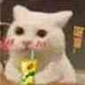 SlovelyCat 