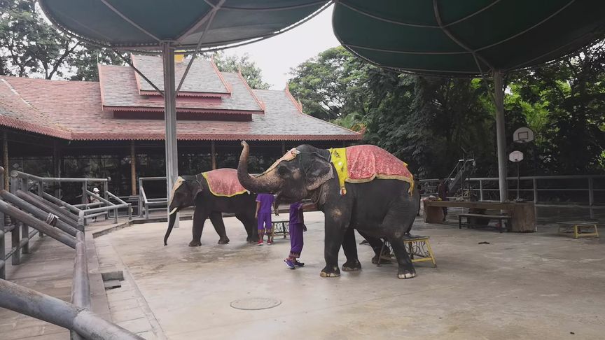 西双版纳 曼听公园 大象表演。