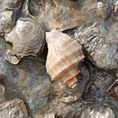 昏鸦的啰哩啰嗦 