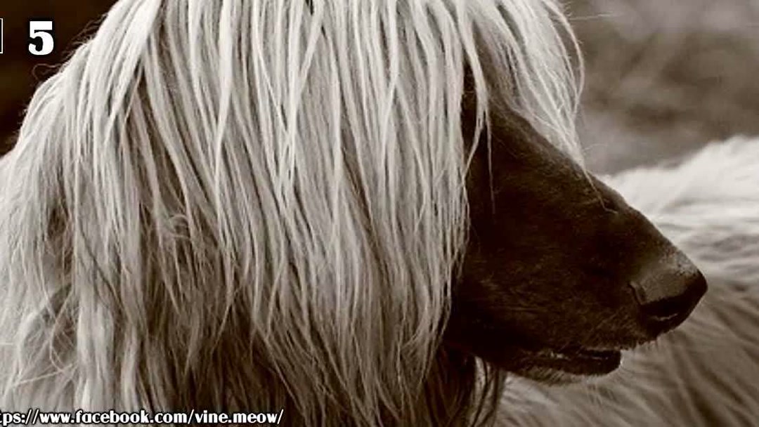 世界十大跑得最快的狗