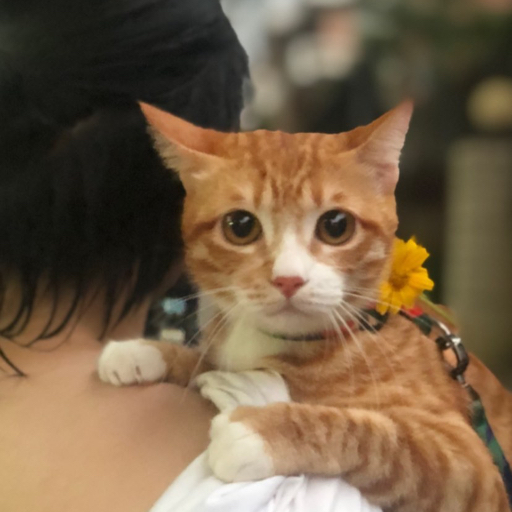 貓言貓語Cat 