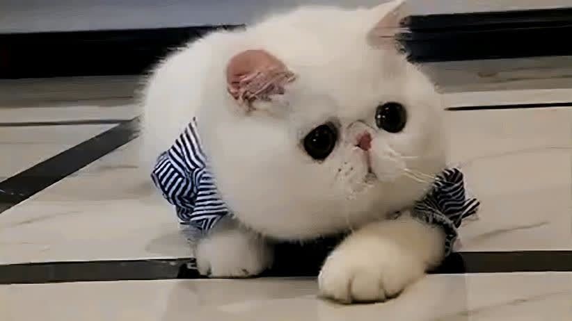 这一看就是外国的猫咪