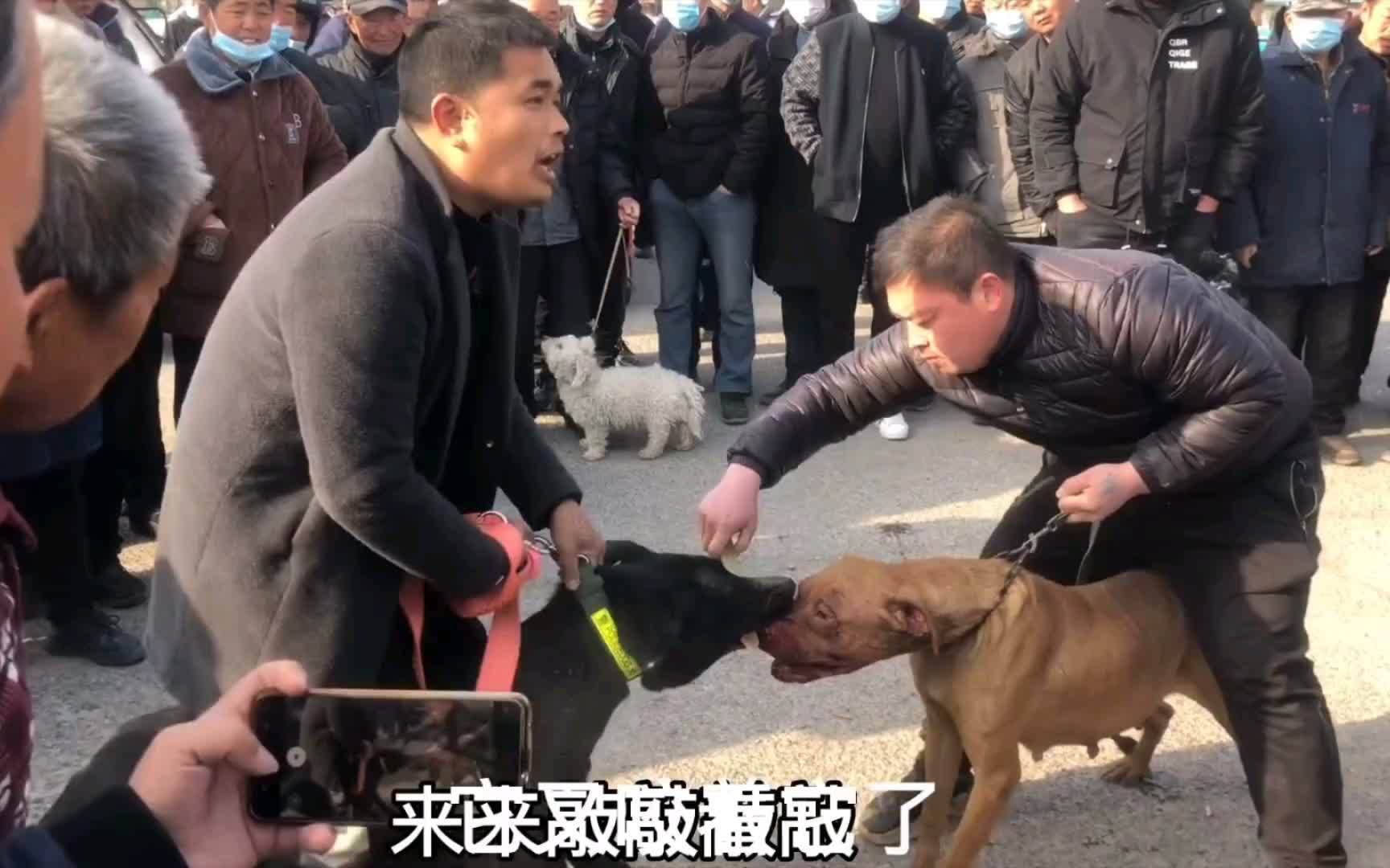 比特犬咬合力秒杀藏獒,面对杜高犬越战越勇,信息量太大!值得一看