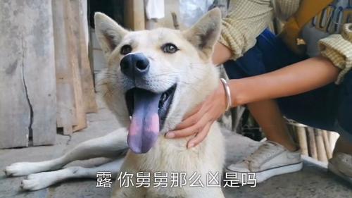 中华田园犬,露露被隔壁大狗咬大出血,伤口都没复原好又笑眯眯了
