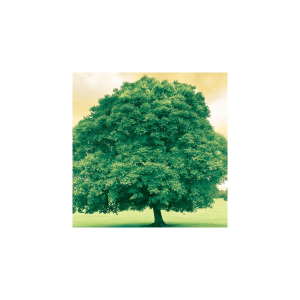 武汉全民义务植树 