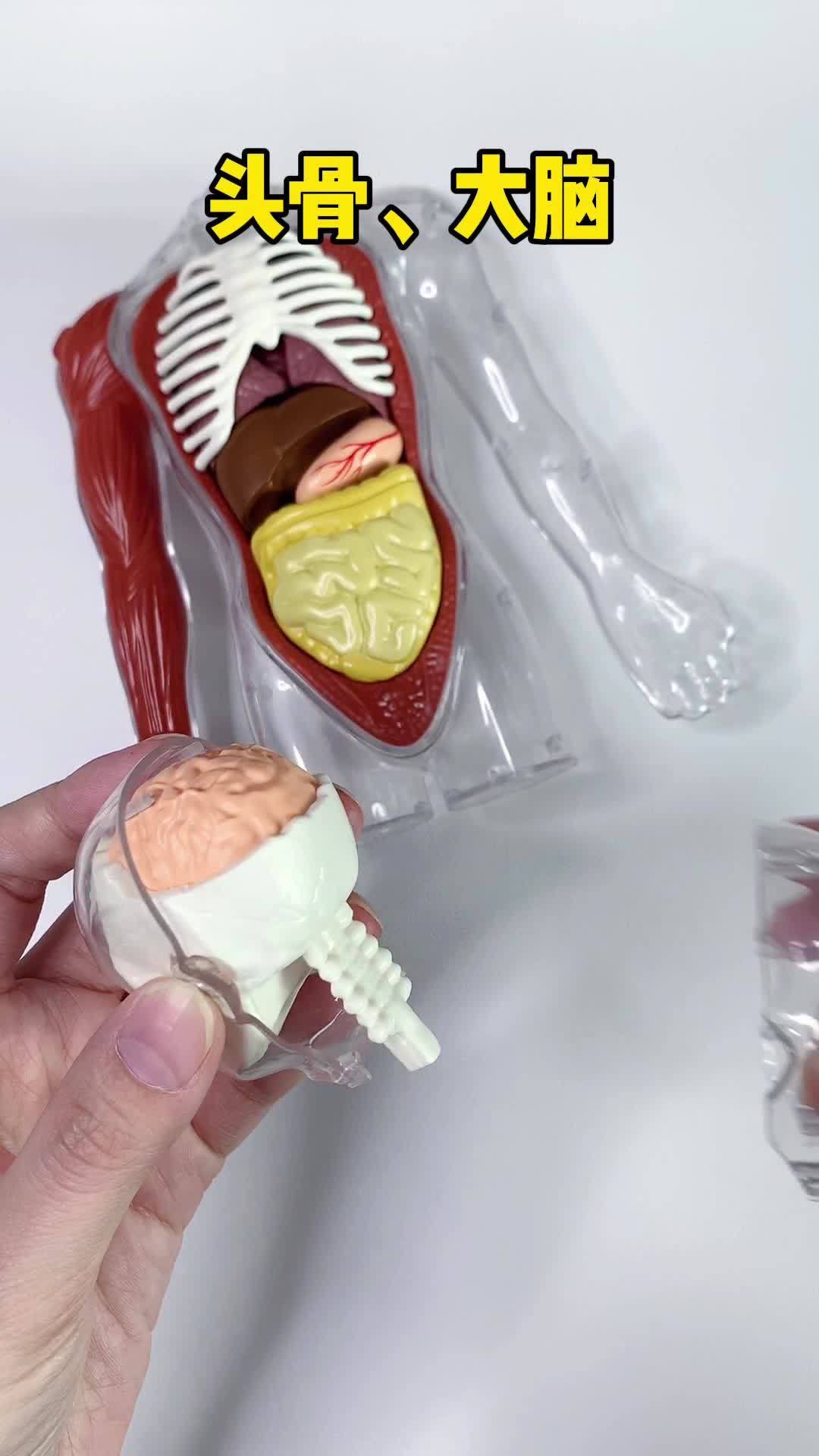 语音百科人体模型,可以拆装,孩子玩几遍就记住了 #双11十万个买什么#...