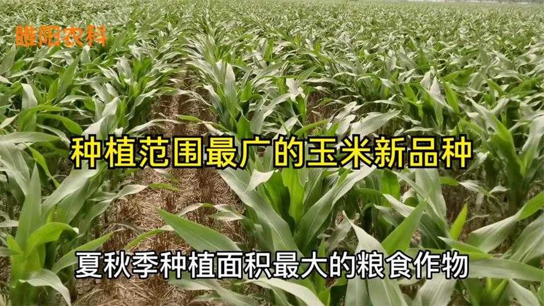 这个玉米新品种8省审2国审,稳产高产,适宜我国大部分地区种植