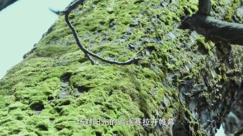 世界最美镜头之一 植物生长全过程美不胜收