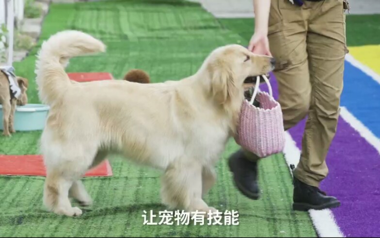 训犬师培训学校哪个好？更专业的驯导在圣宠