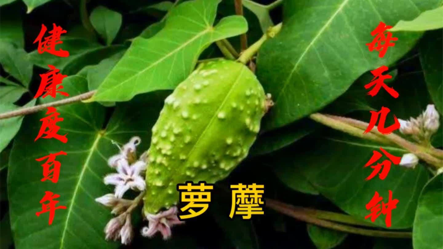 农村一种藤类植物萝藦,根、茎、果三个部位,...