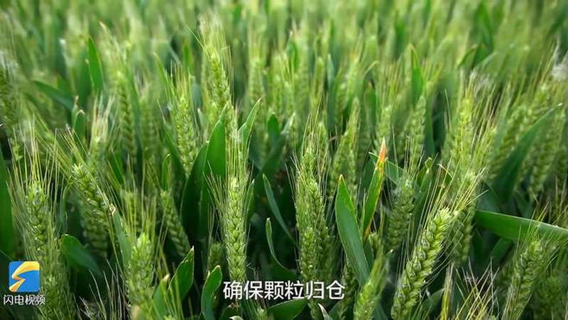 聚焦省第十二次党代会|孙丰勇:打好“吨半粮”首季开场战,确保颗粒归仓