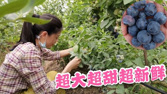 推荐假期好去处,果园体验摘蓝莓,60元一斤超大超甜超新鲜