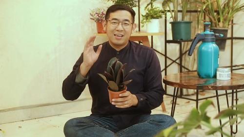 橡皮树怎样养?园艺师教你,橡皮树的详细养护技巧