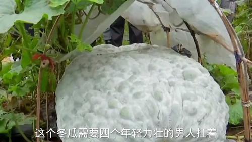 世界上最大的冬瓜 重达447.8斤 需要四个壮汉把它搬起来