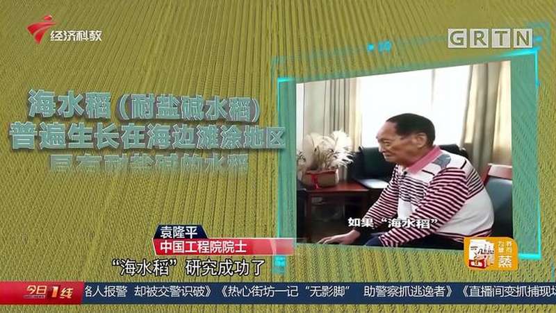 世界粮食日!数说粮食安全 海水稻种植潜力巨大