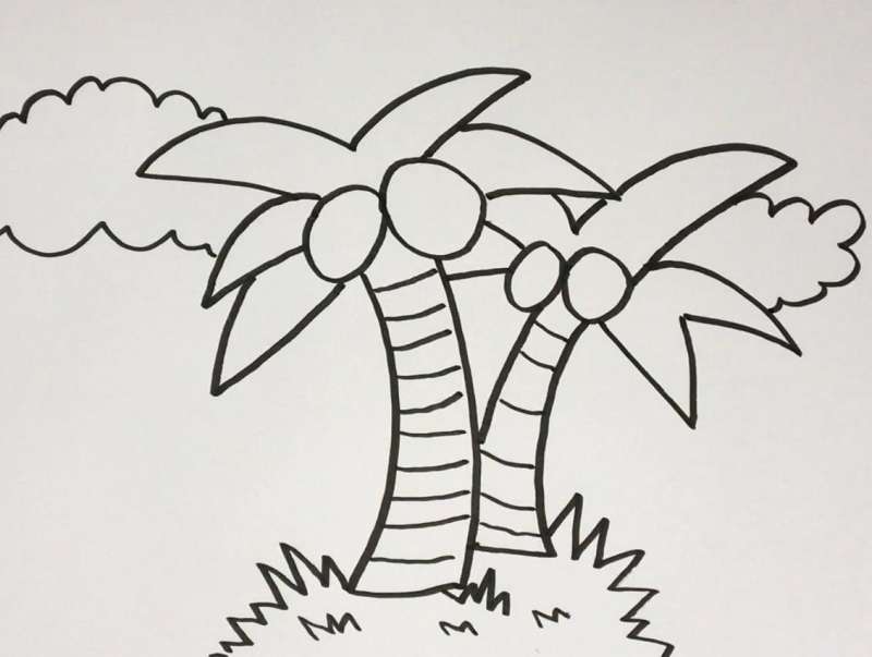 简笔画椰树 简单好学