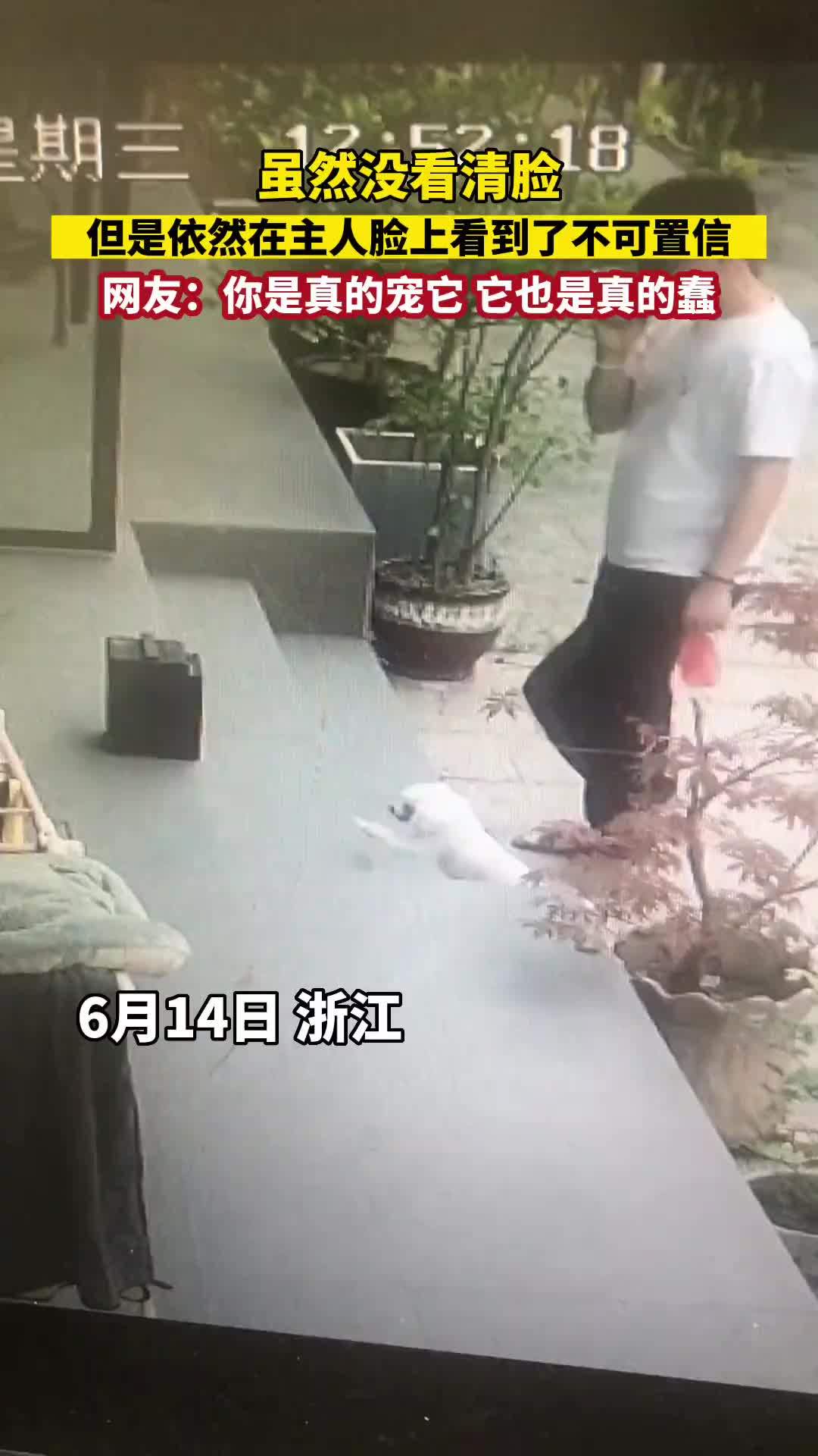 狗子上楼梯两次失败,主人无奈将障碍物拿走…