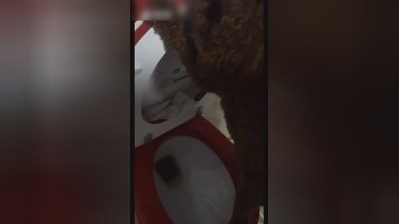泰迪狗狗会在马桶上上厕所啦,真是“人模狗样”的