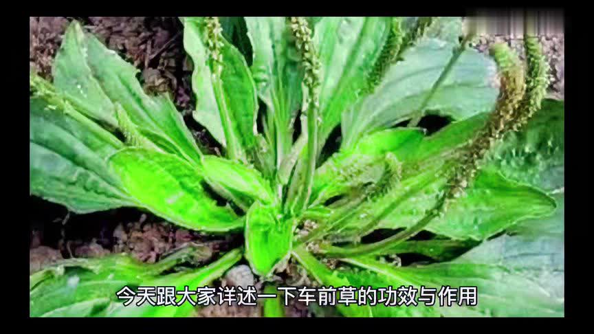 车前草功效作用#知识科普 #中草药知识 #每天跟我涨知识#中药本草