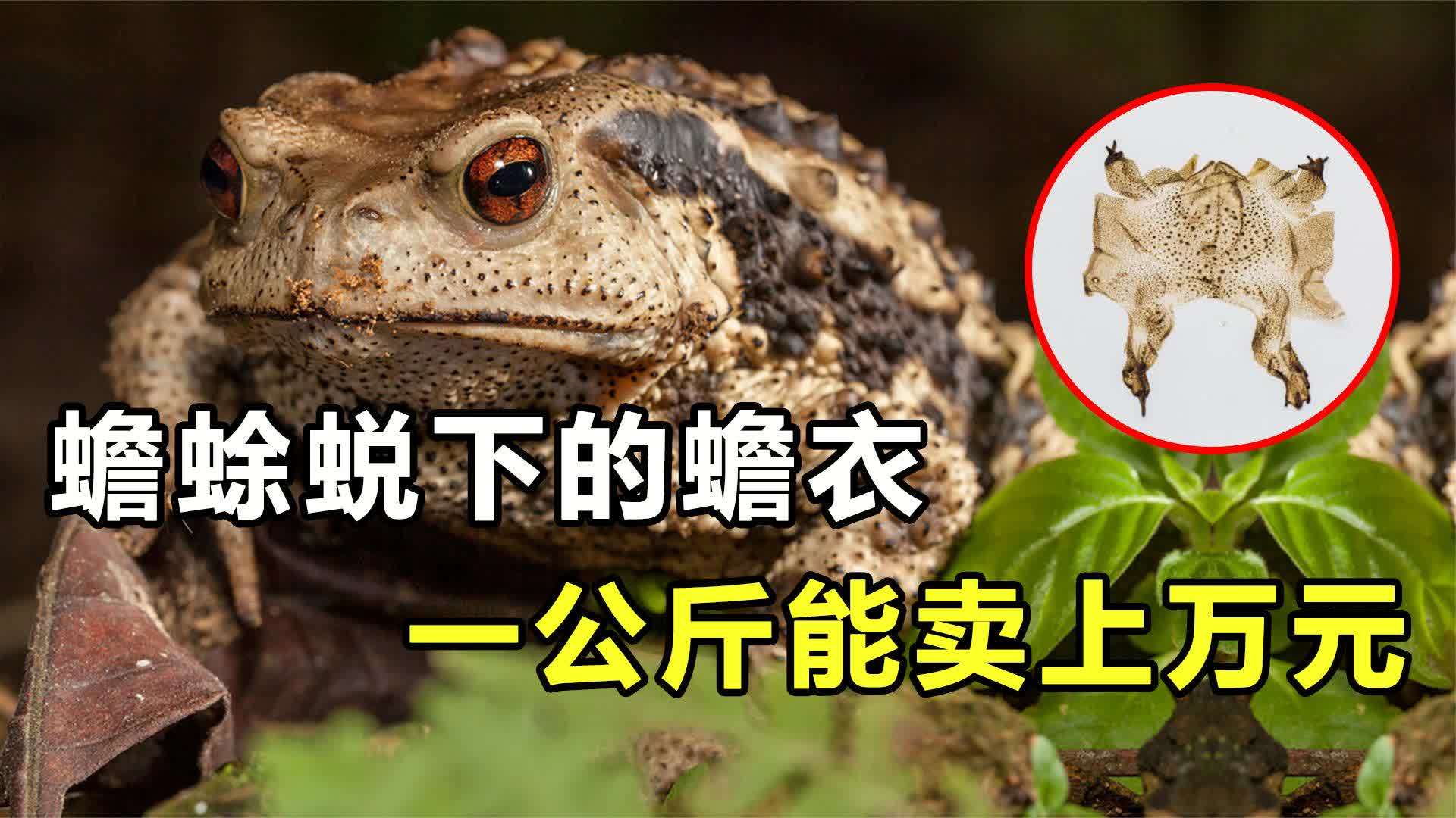 蟾蜍蜕下的蟾衣,一公斤能卖上万元,为何在野外却很难找到?