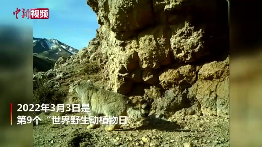 世界野生动植物日:黄河源地区记录到多种濒危野生动物