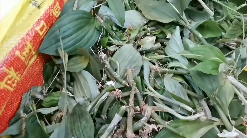 草药作用多多,有以下情况的人赶紧来看看!
