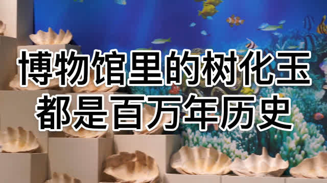 博物馆里的树化玉,都是百万年历史的象征