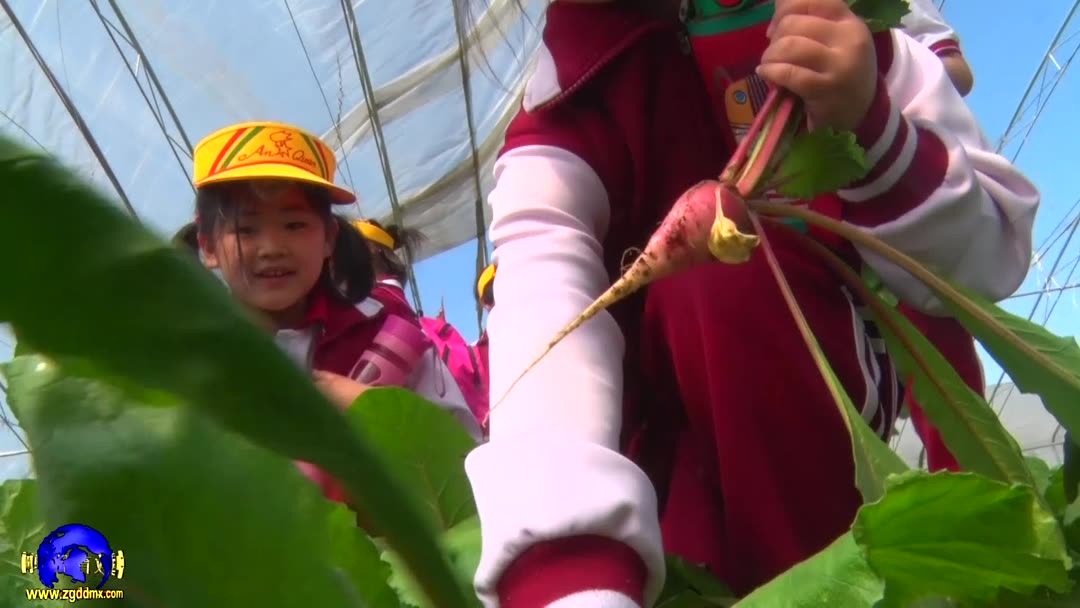 北京教育学院附属大兴实验小学开展农耕课程体验活动