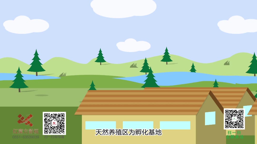 什么样的鸡蛋才是健康的?MG动画