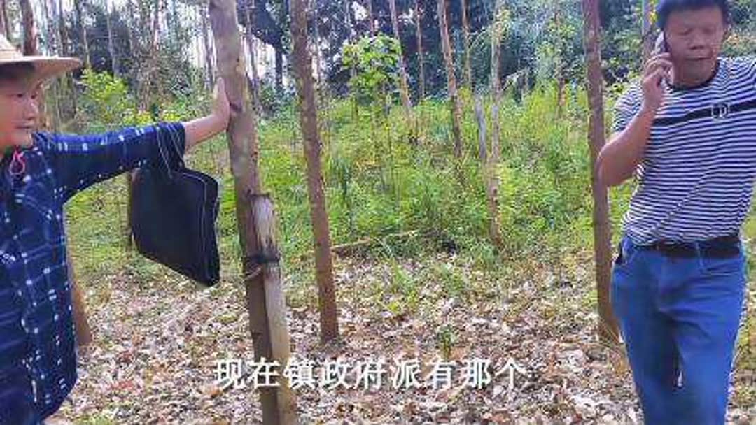 田耕地上:老家要搞美化乡村,家里有块地的树木要做清理赔偿了