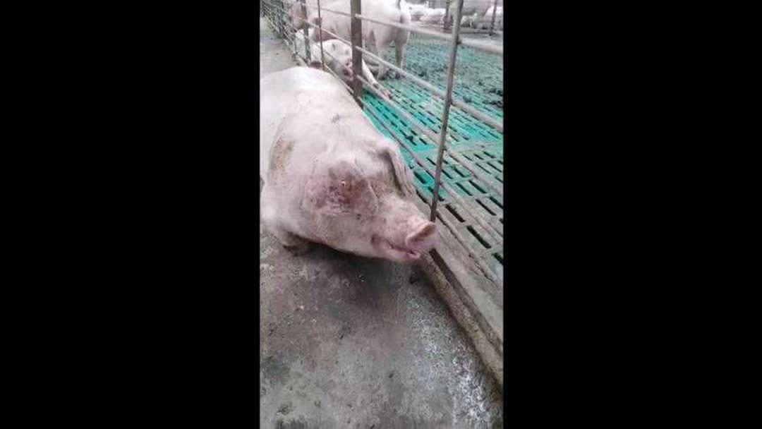 一种呼吸道疾病不能打针,拔针既死。你知道怎么处理吗?你遇到吗