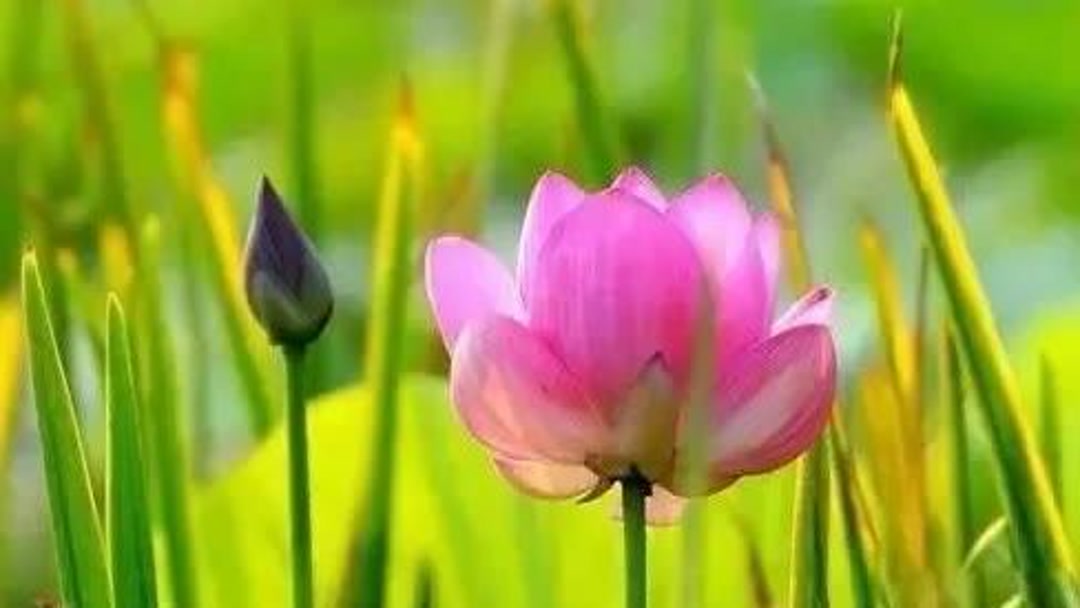 旧雨伞不要扔,把笔芯缝在上面,解决了大家都困扰的一个问题!