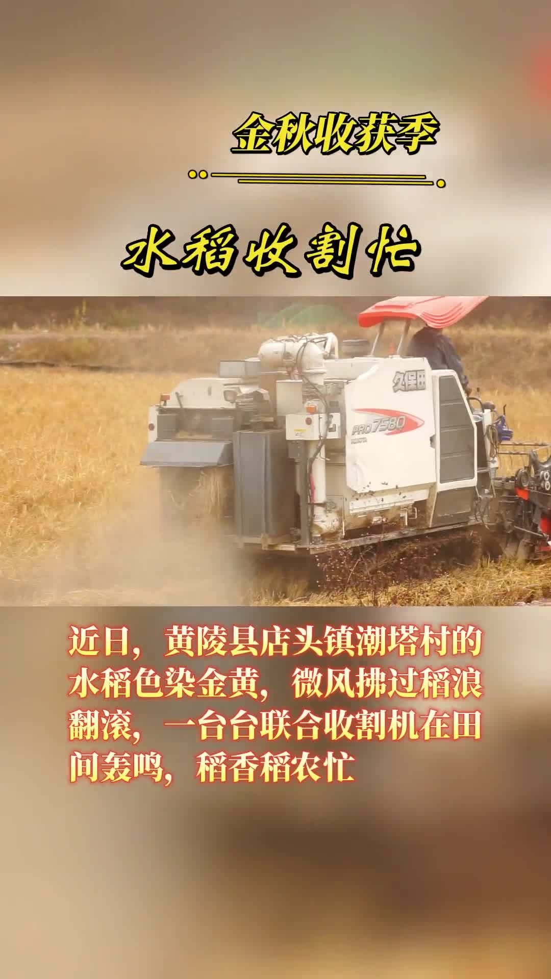 金秋收获季丨水稻收割忙