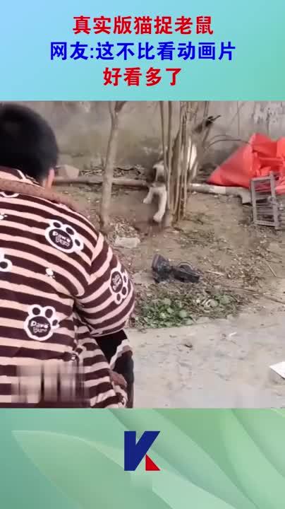 上演真实版猫捉老鼠,老鼠都急眼了,网友:这比看动画片好看多了