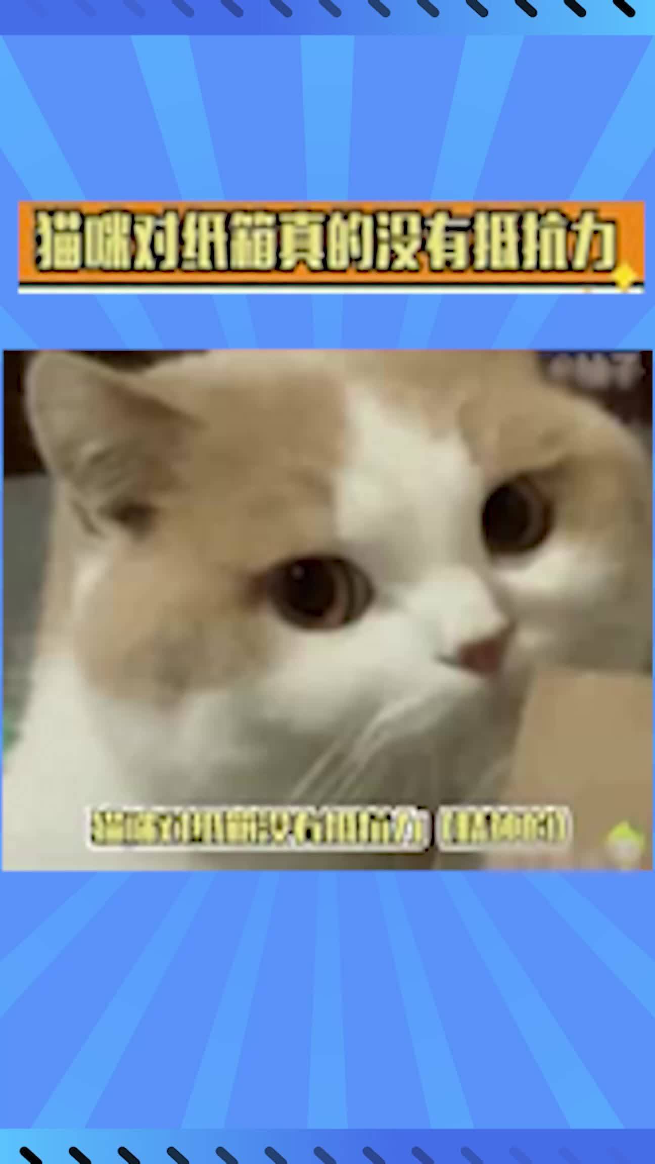 纸箱承受了不能承受之重,宝宝你自己几斤几两还不知道吗~(cr