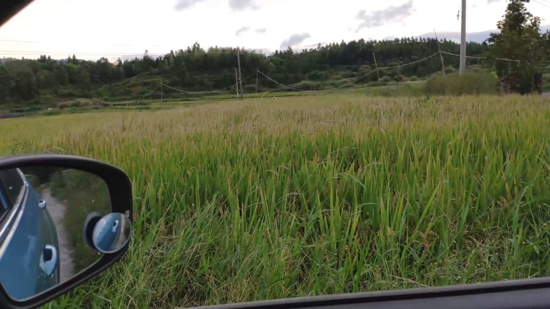 田里面的稻谷成熟了,丰收在望 大叔驻车观望高兴坏了 你怎么看
