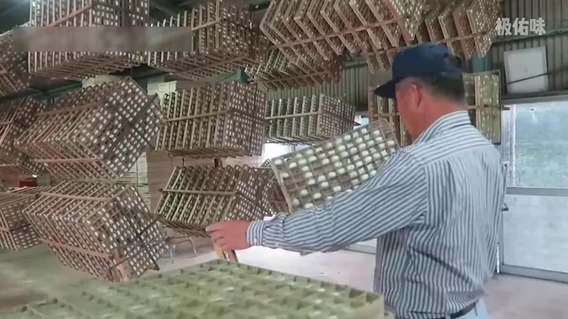 幼蚕养殖到蚕茧抽丝,工厂是如何一体化完成的