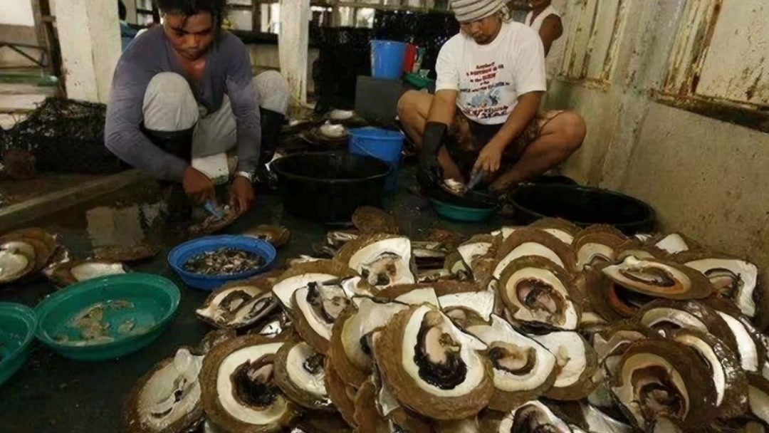 珍珠是怎样来的?看完它的生产过程,网友直呼和想象的不一样