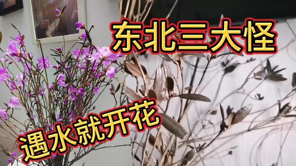东北三大怪:干树枝,遇水就开花?!胖子赶紧买回家,过年赏花