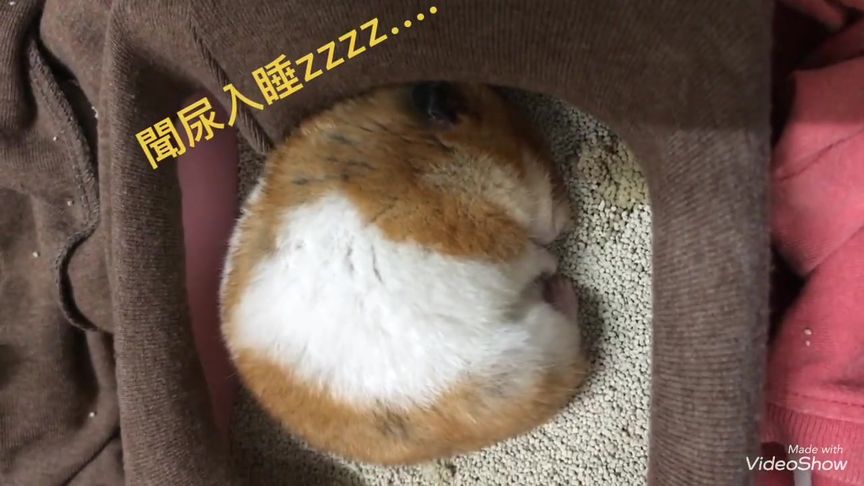 网友分享自家仓鼠:因为缺乏安全感,竟然喜欢闻尿入睡…