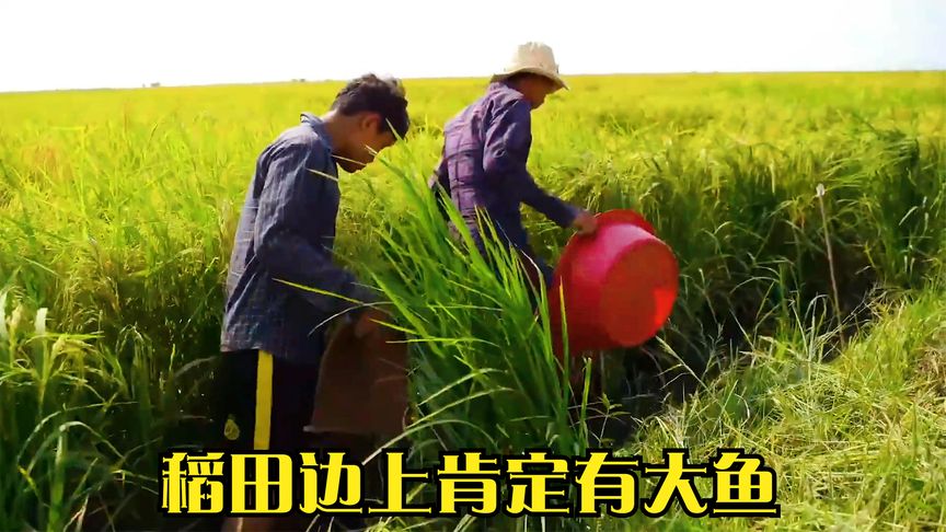 哥俩趁着旱季去稻田里抓鱼,条条大鱼无处可逃,收获让人惊喜