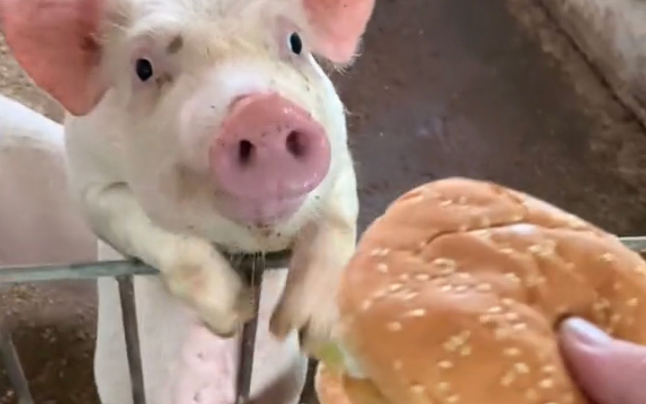 《干饭不积极,脑子有问题》