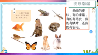 冀人版科学三年级下册种类繁多的动物