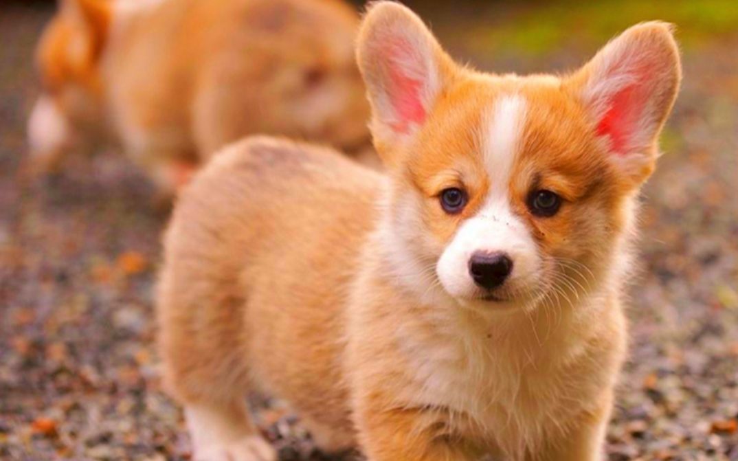 云养狗!遛狗!模拟人生4 宠物乐园 我和柯基的日常生活