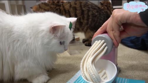 小姐姐用橡皮泥做面条,小猫心急的想要吃掉