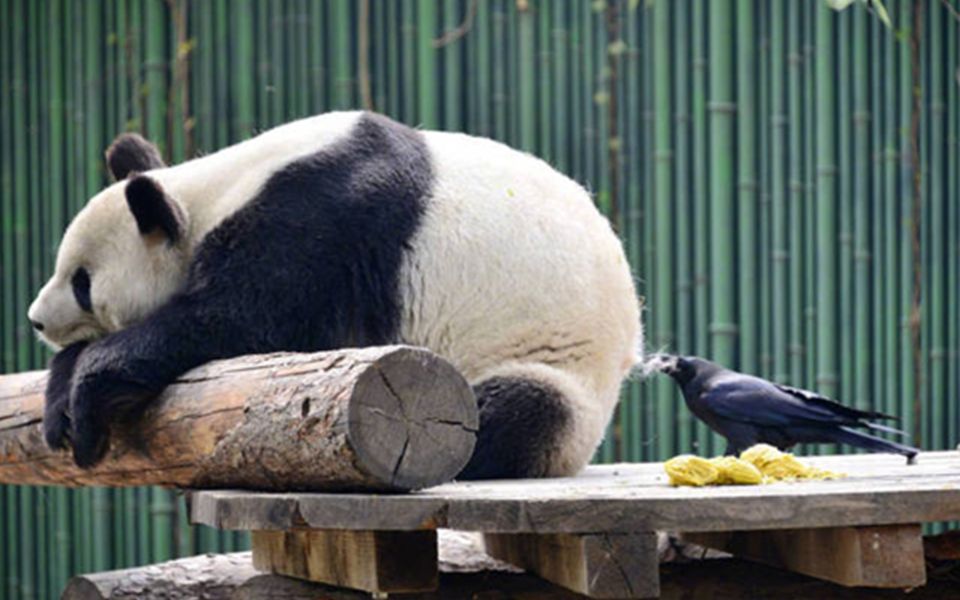 用熊猫屁股的毛做鸟窝【坏学生快报306期】