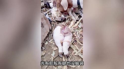 世界上有太多难以理解的事情,真实记录的诡异事件!