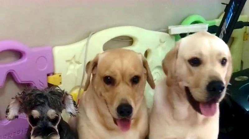 主人问谁咬的,接下来狗狗的反应亮了,哈哈