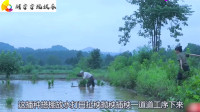 李子柒下地收稻谷,这么接地气的网红不多见了