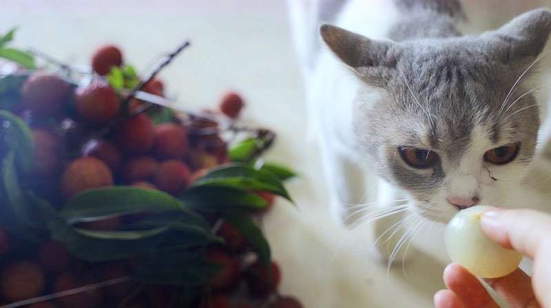 铲屎的背着猫去摘荔枝,不仅被蜜蜂蛰,回家还被猫嫌弃?